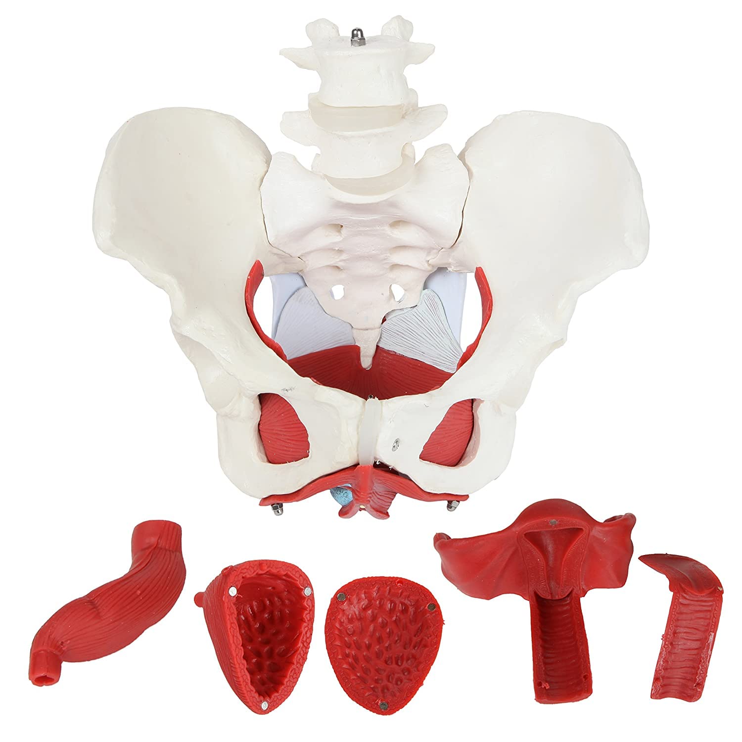 Diagrama De Exame Pelvico