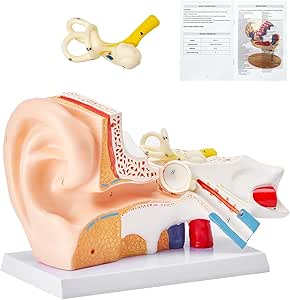 Amazon.com: VEVOR Human Ear Anatomy 3D Model, 3 Parts 5 Times Enlarged Human Ear Model, Outer ...