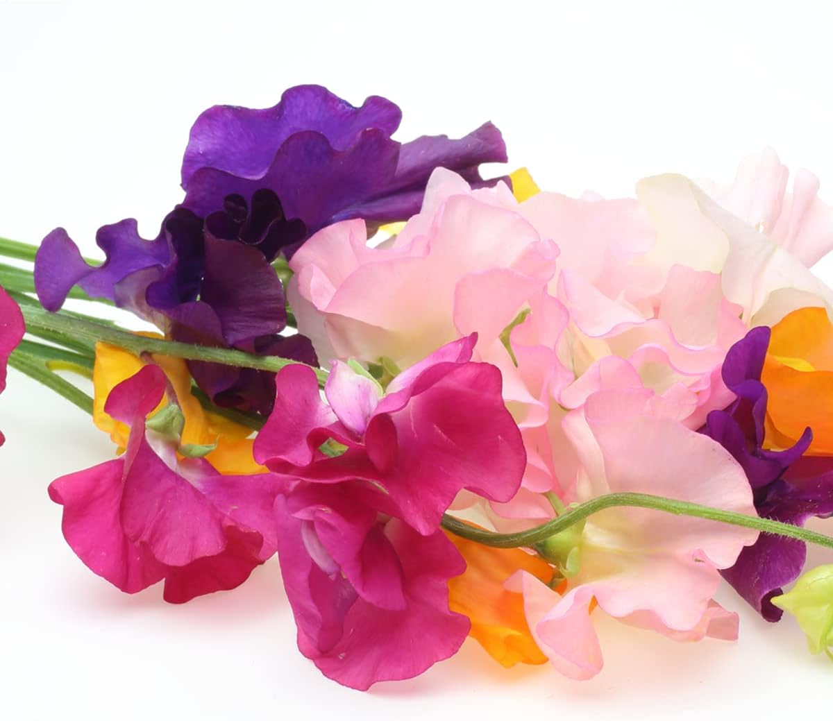 Flowering Plants, Sweet Pea 'Giant Cut Flower Mix', 3 x Full Plant Pack ...