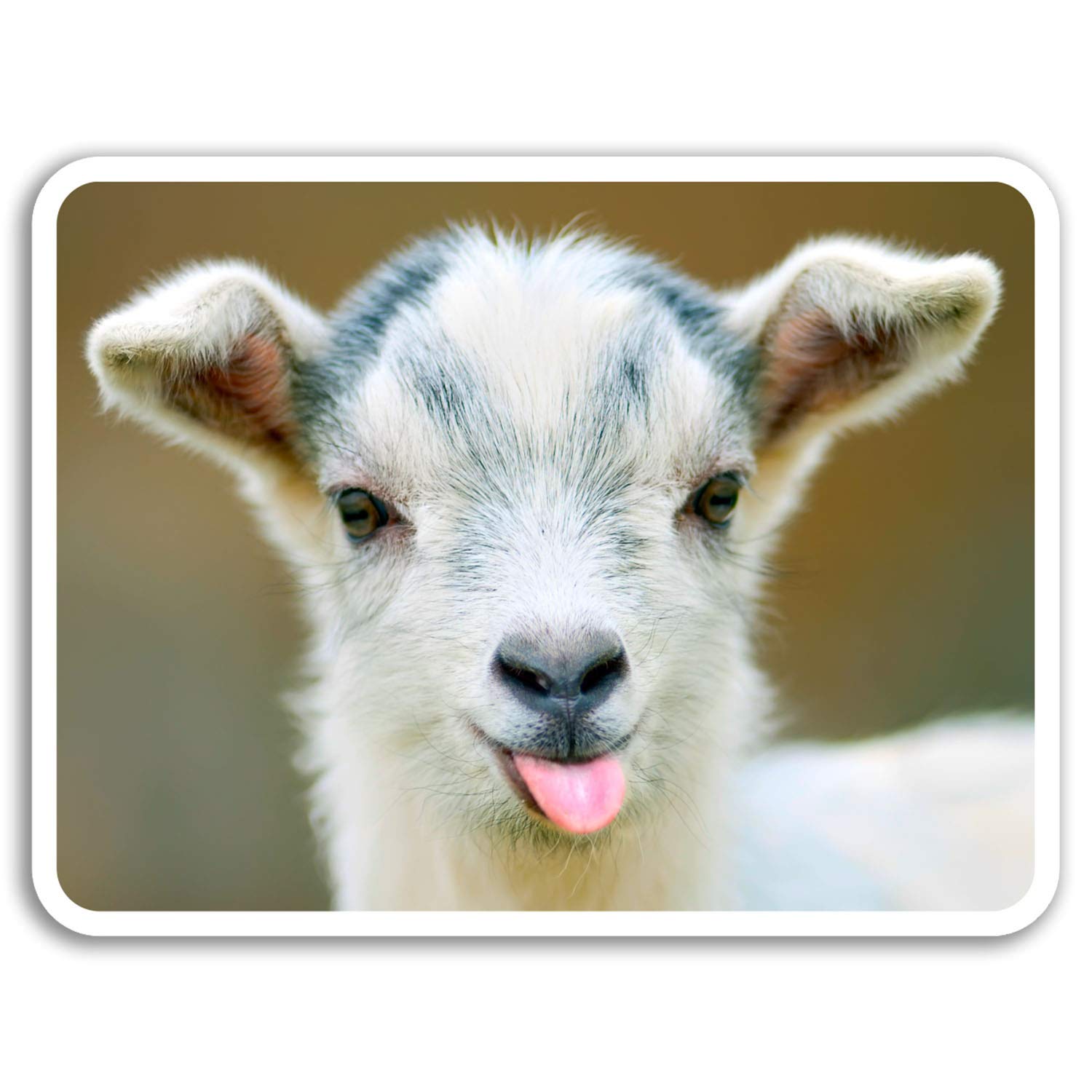 Cute Baby Goats Smiling