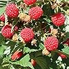 Amazon.com : 2 Raspberry Plants Live Seedlings, 5 to 9 Inch Tall, Sweet ...