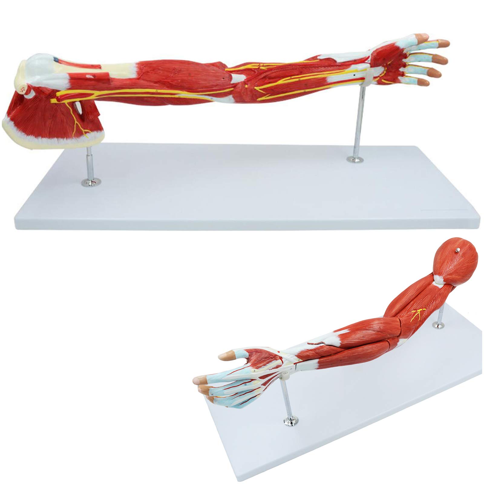 Upper Limb Muscle Model Human Muscle Model Shoulder Anatomy Model ...
