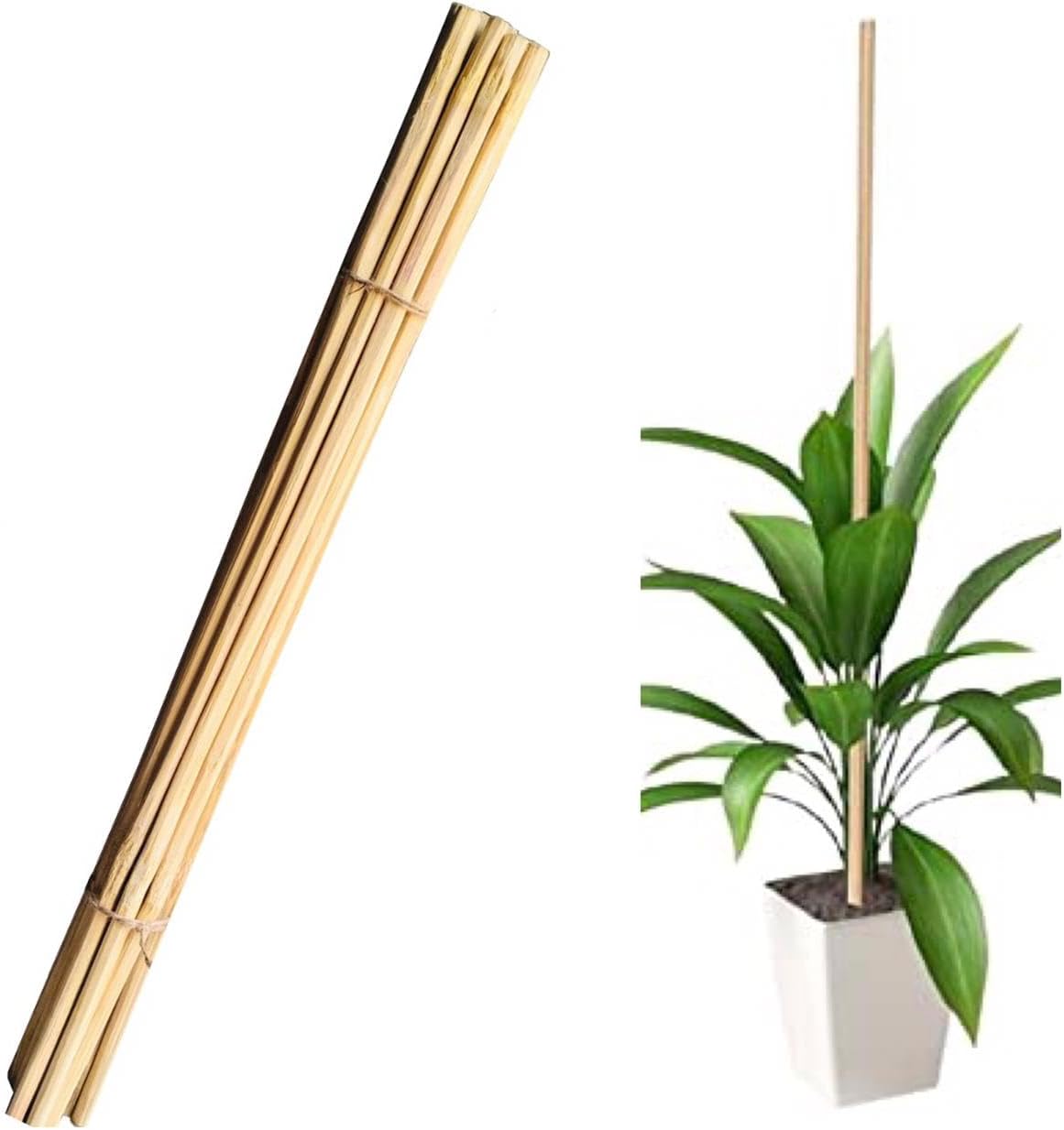 Kabi Aggro Bamboo Stick for Plant Support/Climbers Support for Plant 4 ...