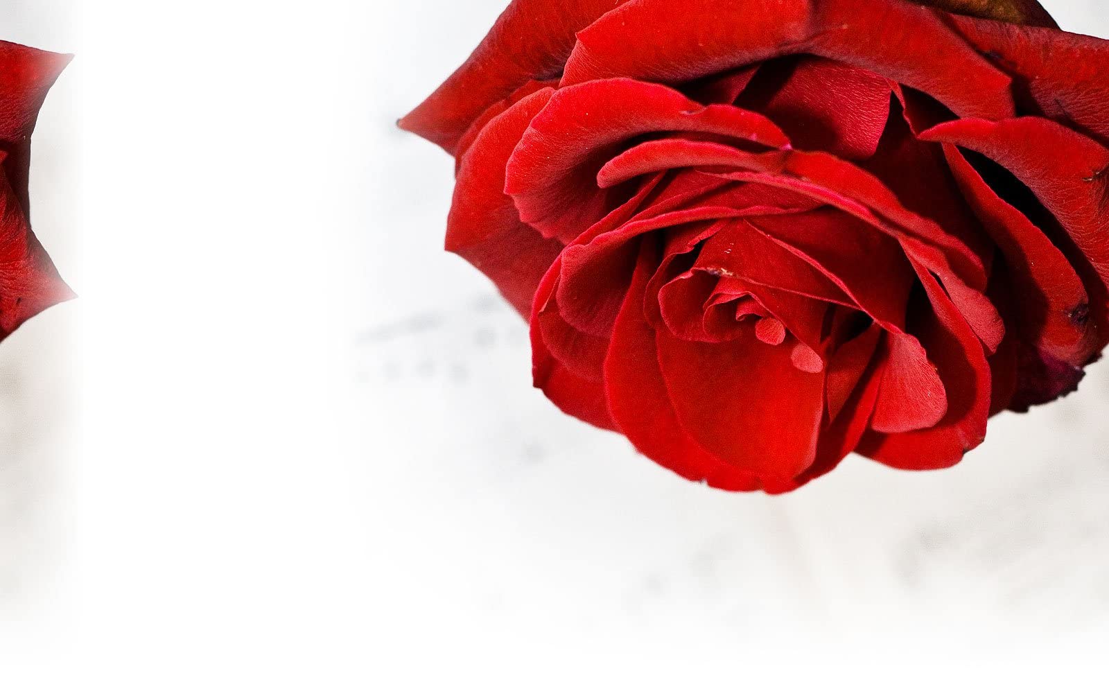 Buy ROSE MAFIA - TRUE BLOOD RED ROSE Ornamental & Fragrant Live Plant ...