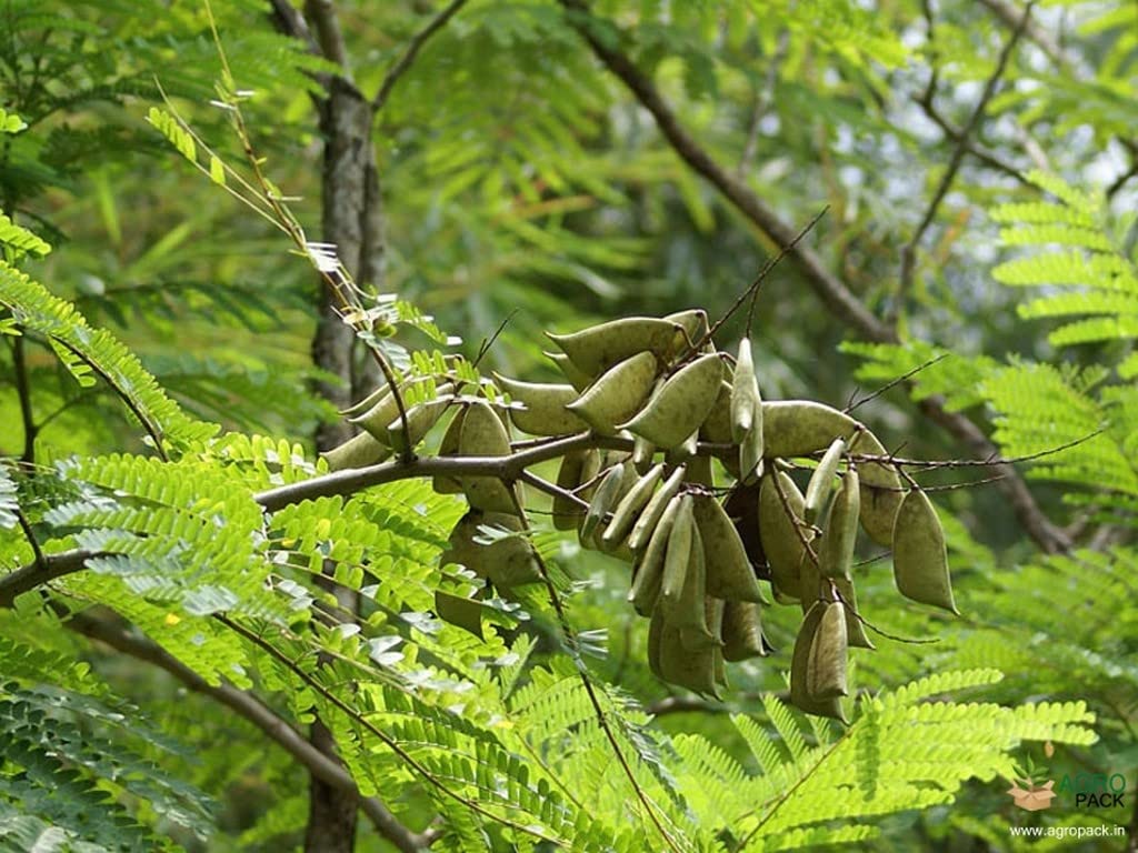 Buy Creative Farmer Pathimugam (Caesalpinia Sappan) Biancaea Sappan ...