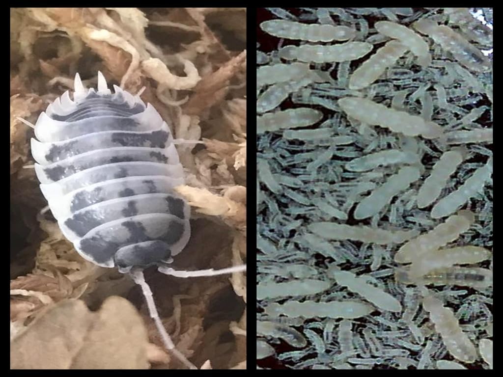 Amazon.com : Dairy Cow Isopods (Qty-10) & Springtails (8 oz Seeding ...