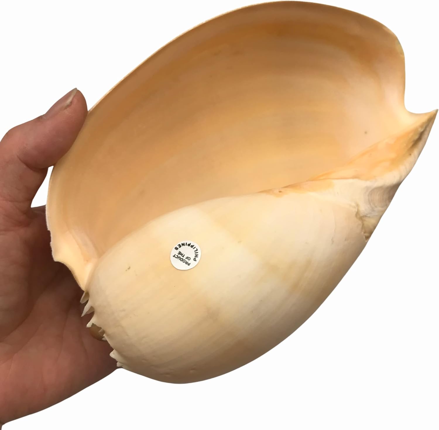 Amazon.com: PEPPERLONELY 1 PC Polished Indian Melon Sea Shells, for ...