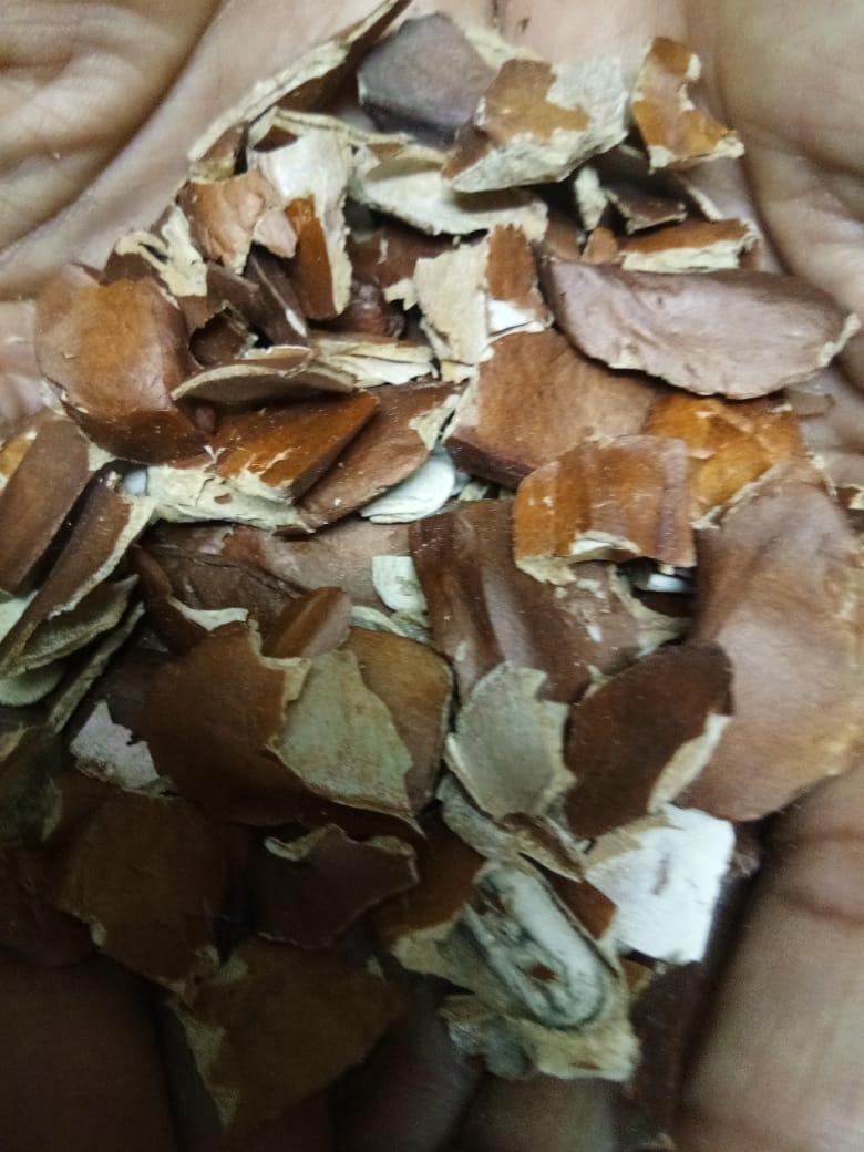 Odisha Ayurved Hub Sugar Badam Kadwa | Diabetes Almonds | Samundari ...