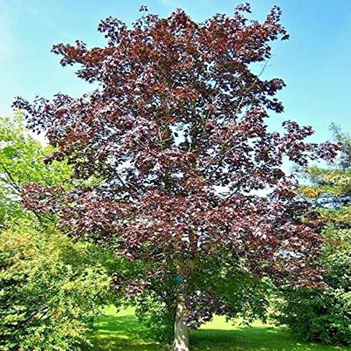 Portal Cool Seeds: 20 Schwedler Norway Maple Seeds - Acer Platanoides ...