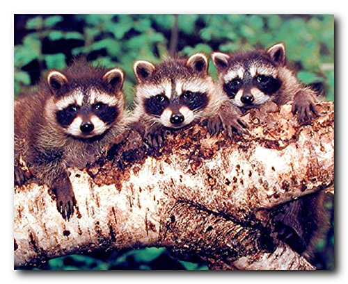 Raccoon Kids Art