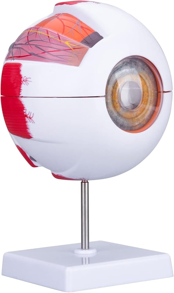 Healthible Human Eye Model Anatomy, Removable 6 Times Anatomical ...