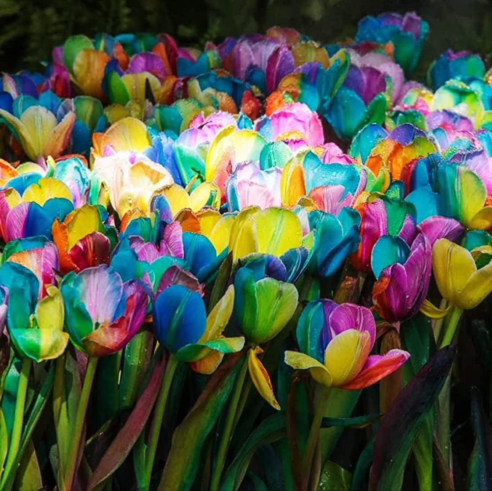 10pcs Rainbow Tulip Bulbs Garden Hardy Exotic Breathtaking High ...