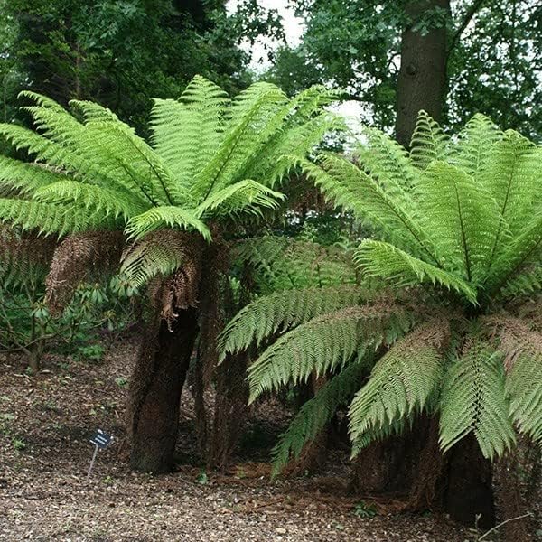 Plant Theory 30cm Trunk Tree Fern Dicksonia Antarctica Hardy Outdoor ...