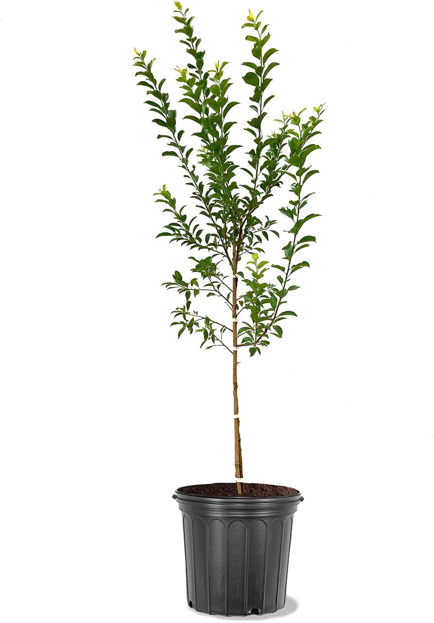 Amazon.com : American Plant Exchange Methley Plum Tree, 5 Gallon Pot, 3 ...