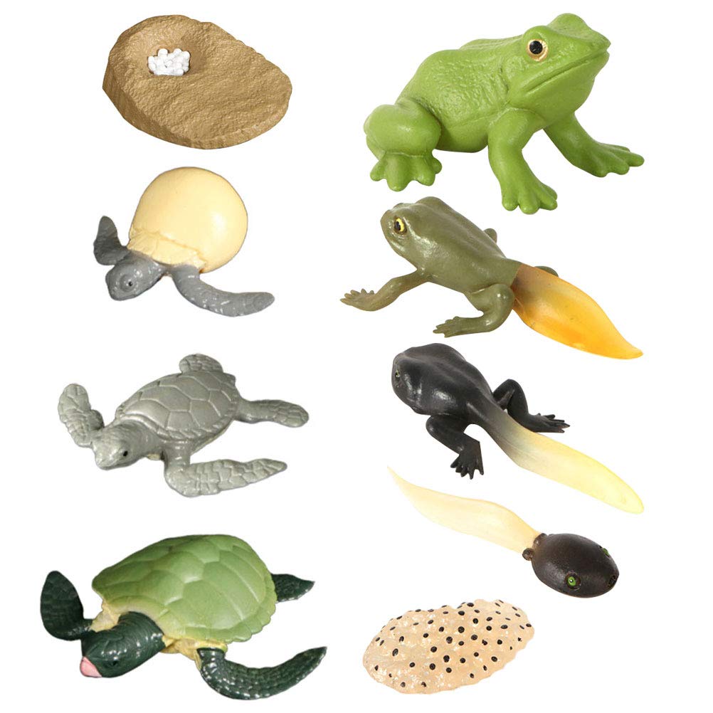 Evolución De La Tortuga