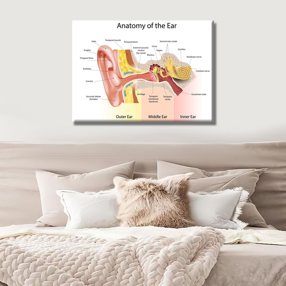 Human Ear Anatomy Poster Human Ear Anatomy Canvas Print – A4 Size ...