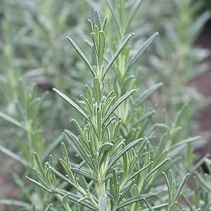 Amazon.com : Burpee ARP' Rosemary 3 Live Plants, 2 1/2 Inch Pot : Patio ...