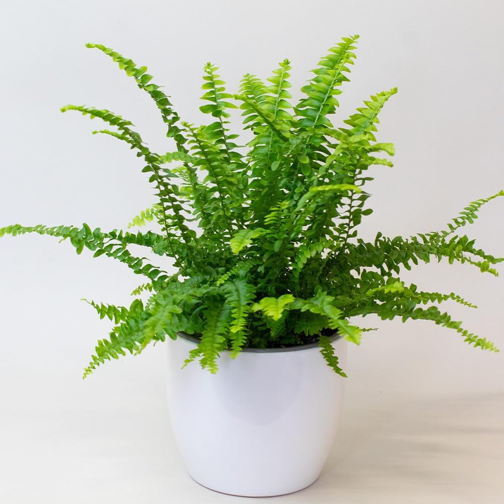 Boston Fern Indoor Plant - House Plants in 13cm Pot, Air Purifying ...