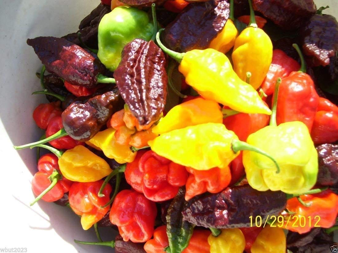 Amazon.com: Hot Pepper Seeds - All Sort Mix - Many Hot,Very hot, And ...