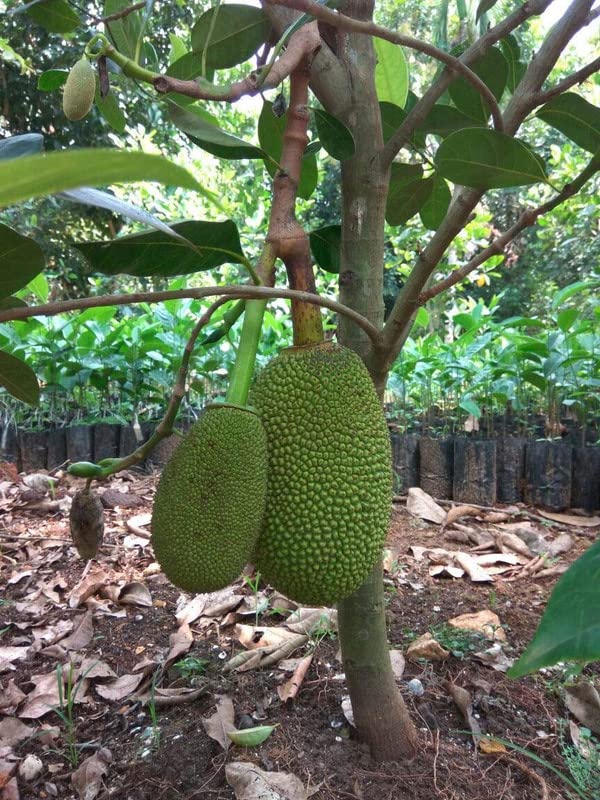 Green view"Seedless Jackfruit" Thai Green Variety Medium size fruit ...