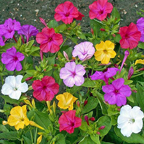 Mirabilis plant - How to grow & care