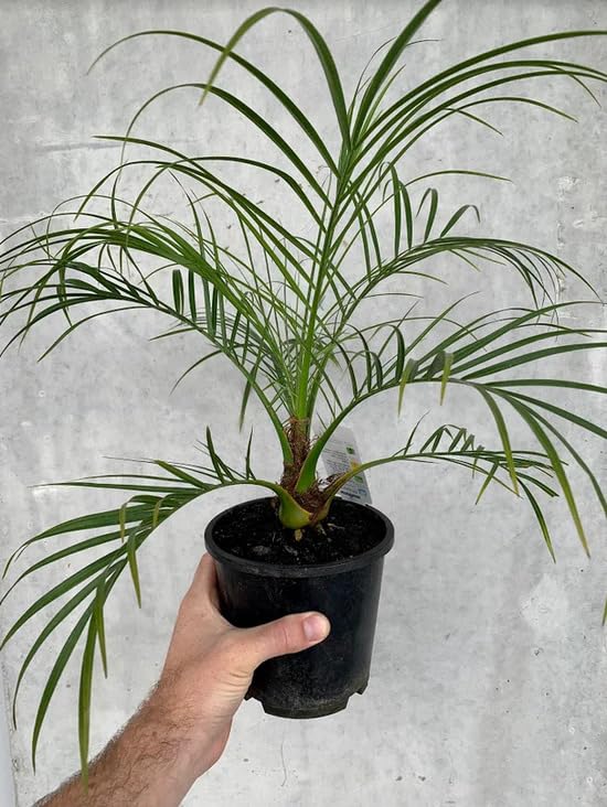 Miracle Nursery Pygmy date palm Live Plant For Office and Indoor ...