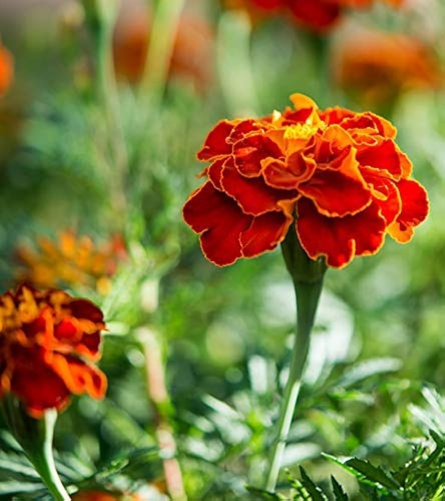 Genda phool live plant (pack of 2) : Amazon.in: Garden & Outdoors