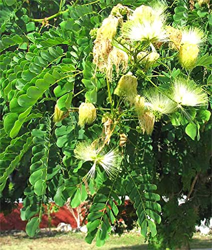 HERBALISM Siris plant Siras tree Albizia lebbeck Siras living plant ...