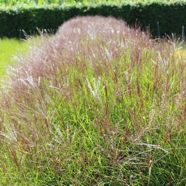 Miscanthus Sinensis Yaku Jima Maiden Grass/ Yaku Jima Pine Lane