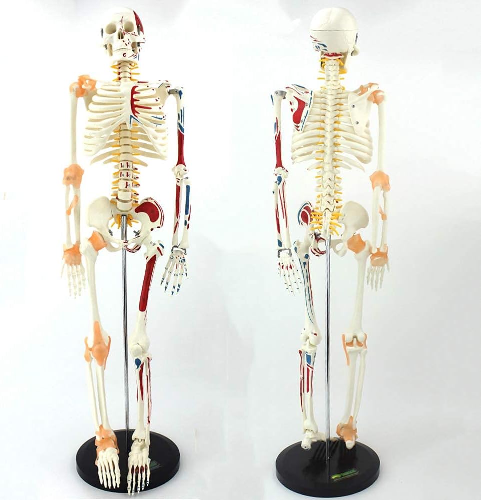 NOGRAX Modelo anatómico, 11 8 5 cm Anatomía anatómica Humana Modelo de ...