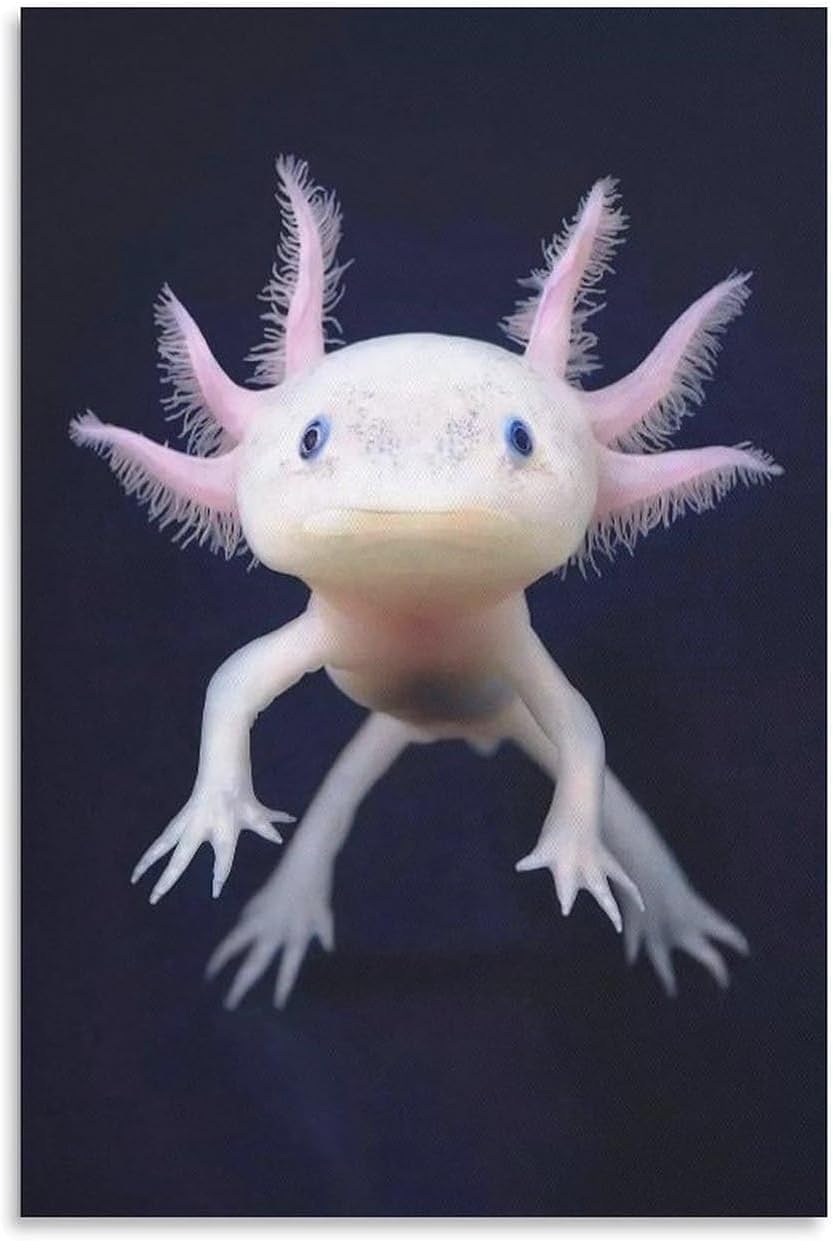 Amazon.com: Wall Art Reptile Animal Axolotl Birthday Gifts Decorations ...