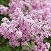 Amazon.com : Bloomerang® Purpink Reblooming Lilac - Syringa - 4" Pot ...