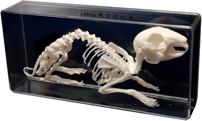 Amazon.com: KH66ZKY Rabbit Skeleton Model - Rabbit Bone Specimen - Real ...