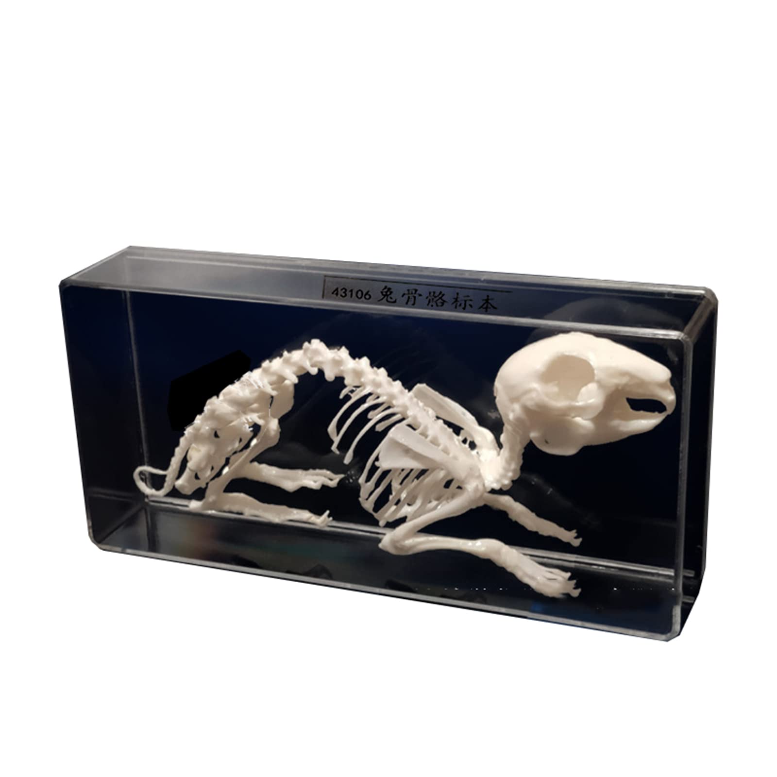 Amazon.com: KH66ZKY Rabbit Skeleton Model - Rabbit Bone Specimen - Real ...