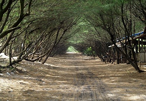 Creative Farmer Tree Seeds : Coast Sheoak Sampirani Seeds - 5000 Seeds ...