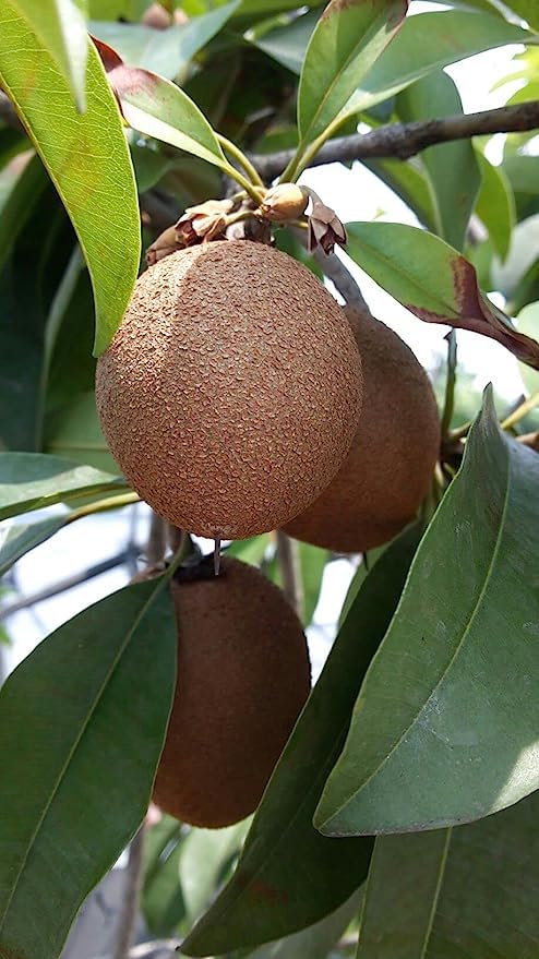 SVM SHOP All Time Kalapatti Sapota, Kalapatti Chikoo Sobeda Grafted ...