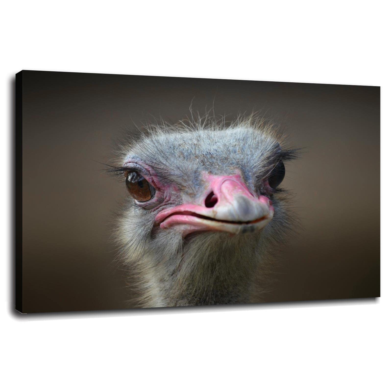 Ostrich Face