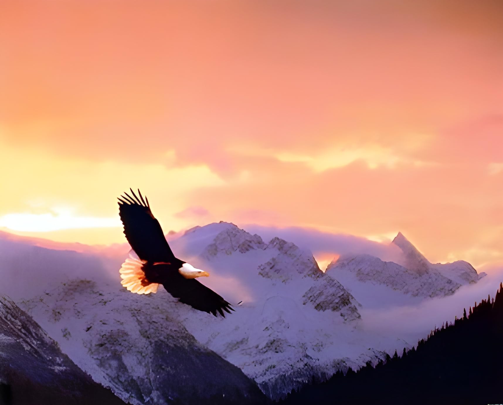 Bald Eagle Flying Sunset Poster Bald Eagle Flying Above The Clouds