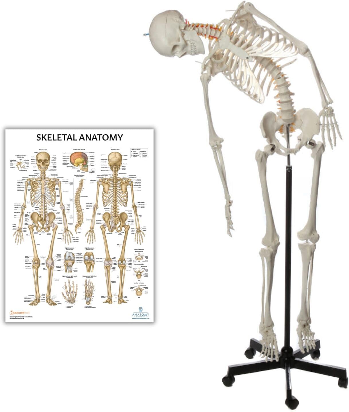 Amazon.com: Anatomy Warehouse Classic Flexible Human Skeleton with ...