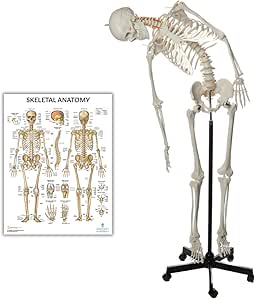 Amazon.com: Anatomy Warehouse Classic Flexible Human Skeleton with ...