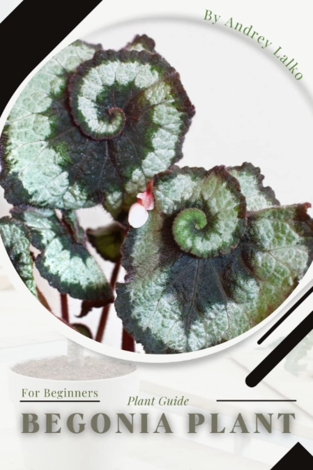 Begonia Plant: Prodigy Petal, Plant Guide: Lalko, Andrey: 9798387875274 ...