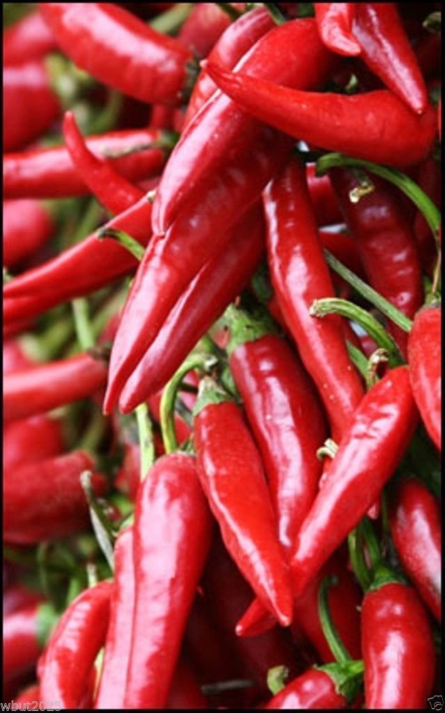 Amazon.com: Pulla Or Puya Chili,Chilli,Chile(30 Pepper Seeds) Heirloom ...