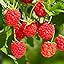 Amazon.com : 2 Glencoe Raspberry Plants Live for Planting, Thornless ...