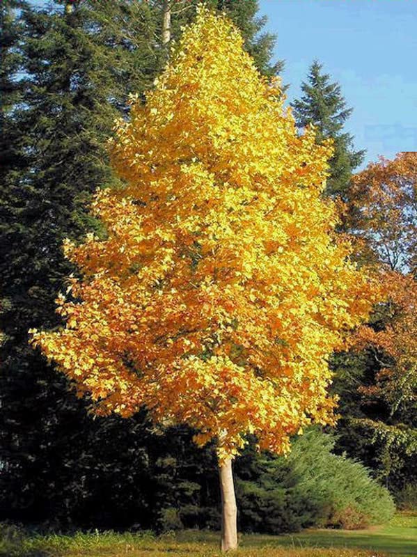 Pink Tulip Poplar Tree