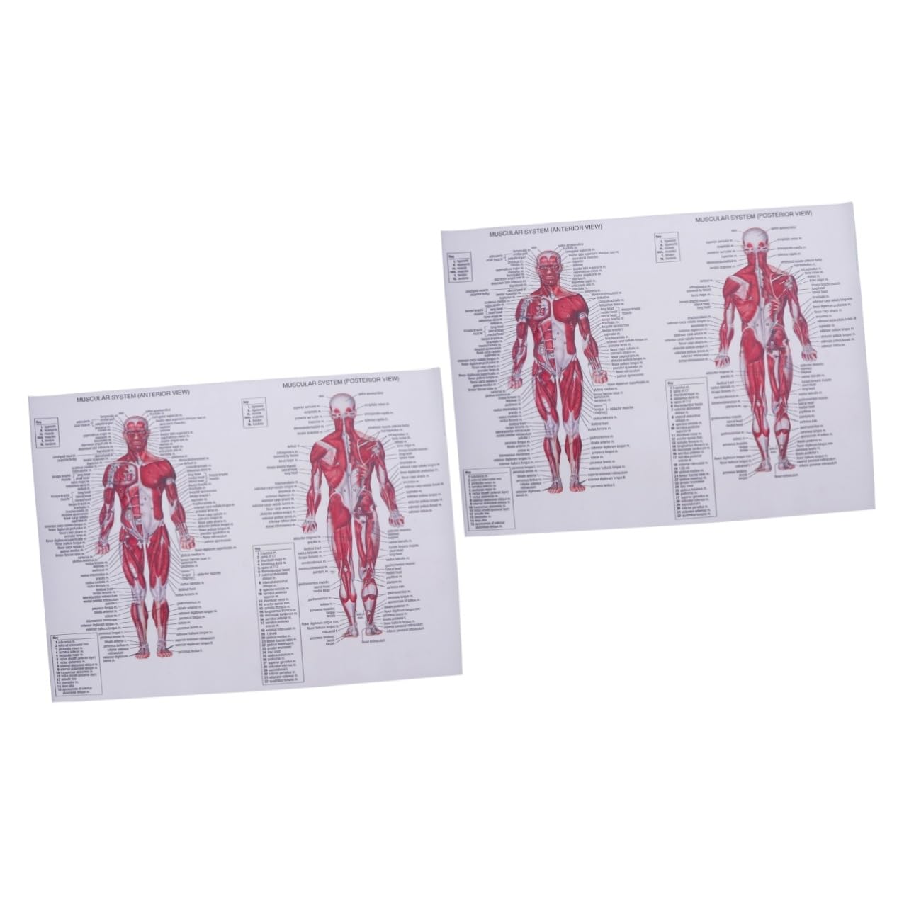 Muscle Anatomy Chart Hd Wallpapers Plus