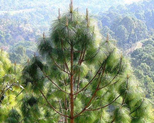 Plants Point Rare Chir Pine Tree Plant - Himalayan Longleaf Pine Plant ...
