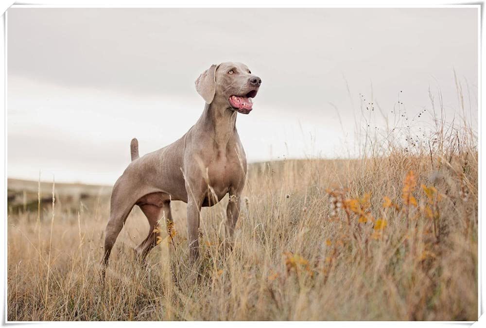 Weimaraner Colors
