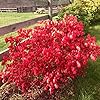 Amazon.com : 20 Burning Bush Trees, Dwarf Burning Bush Bareroot, Red ...