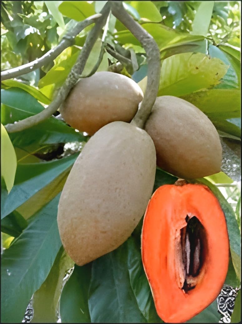 Rishika Plant House- All Time sweet & testy Red Sapota | Chiku | Sobeda ...