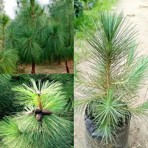 All Season Pinus Yunnanensis Pine Tree Himalayan Longleaf Chir Pine ...
